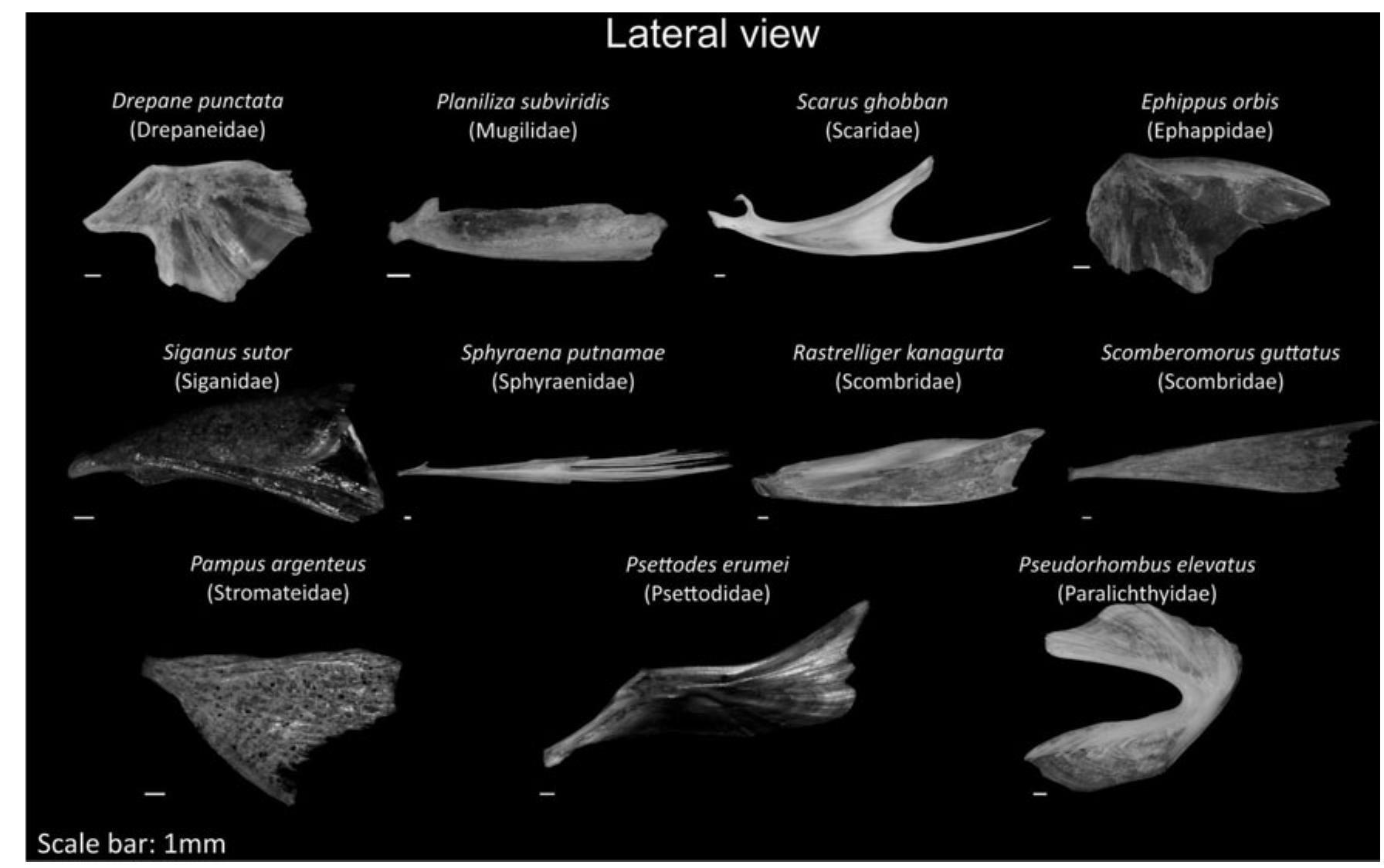 (PDF) Comparative morphology of the urohyal bone of fishes collected ...
