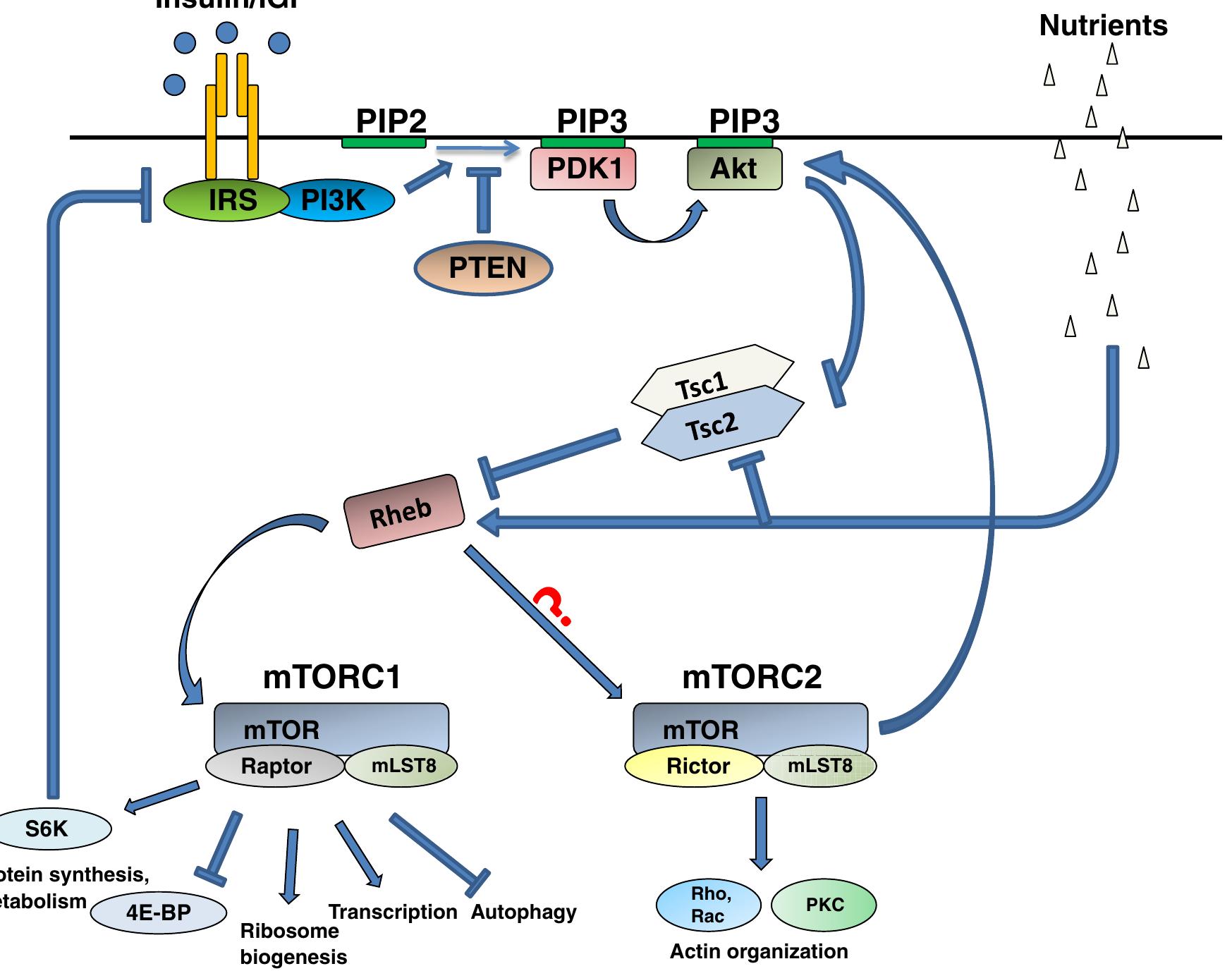 Schematic illustration of mtor signaling pathway. mtorc1