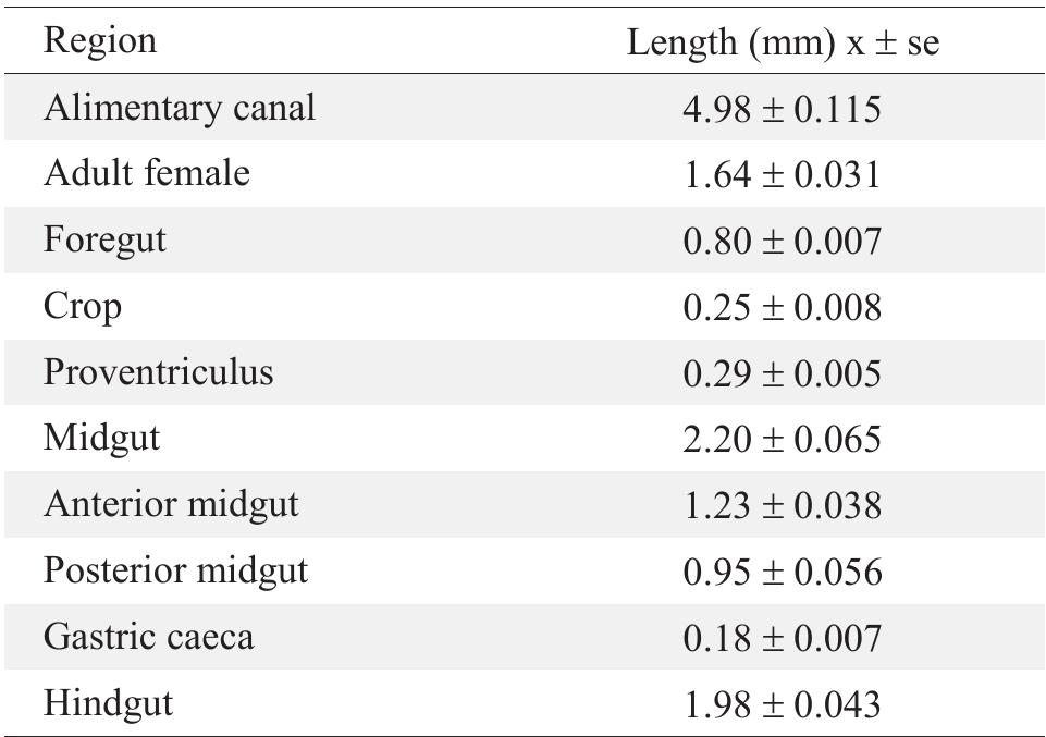 |. average length of parts of the alimentary canal of h.