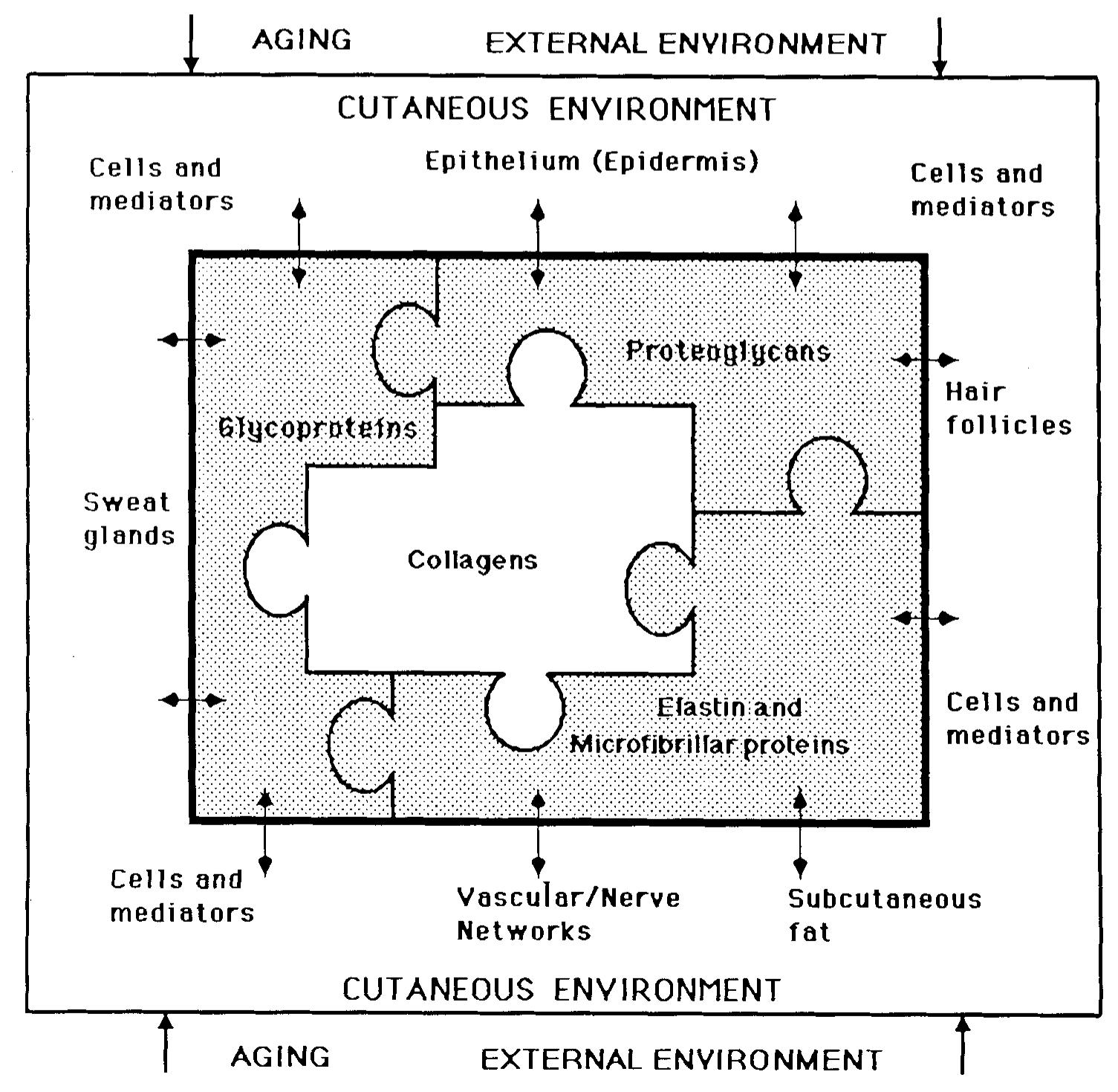 Diagram of the matrix components of skin illustrating the