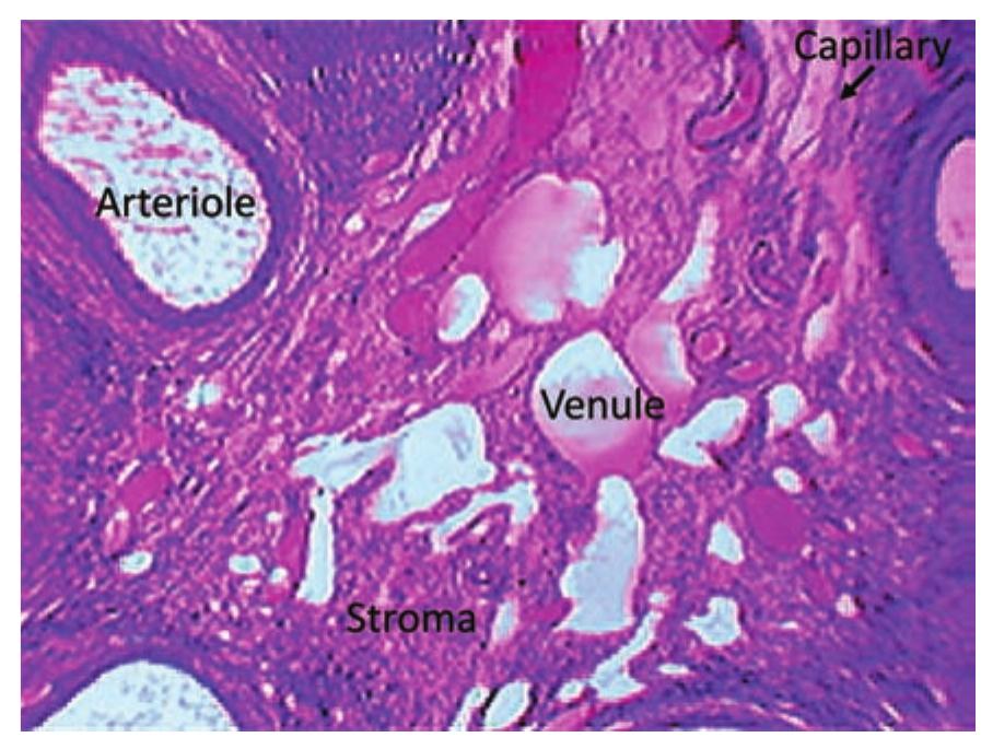 Figure 19 - from Atlas of Human Oogonia and Folliculogenesis