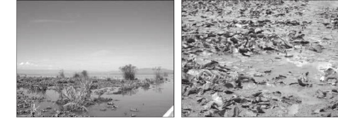 Water hyacinth choking lake victoria and destroying the