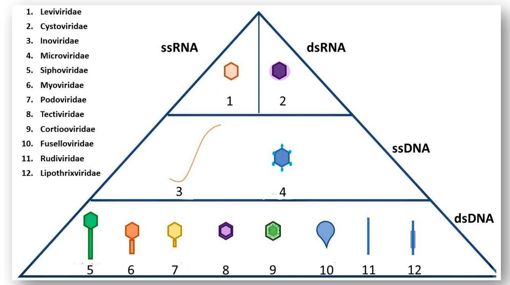 Examples of phage families that are grouped on the basis of