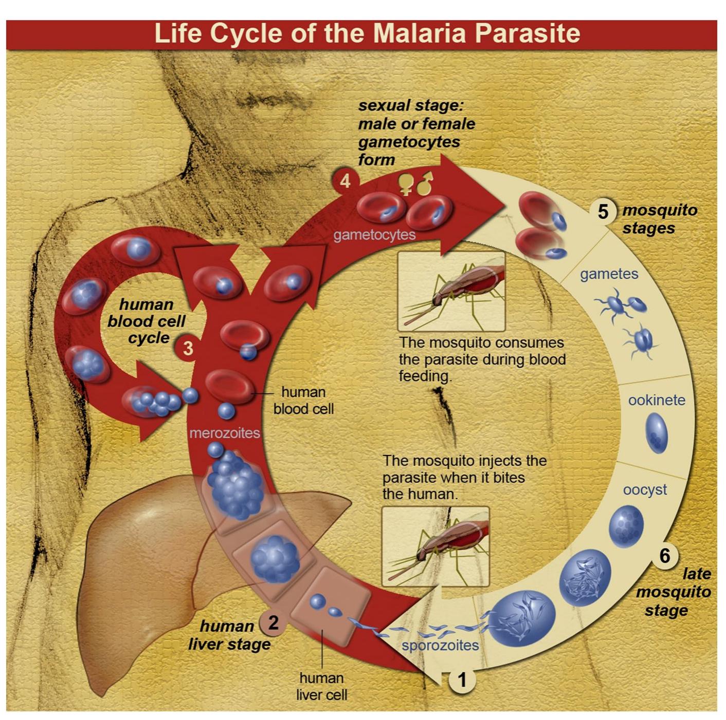 Diagram of the life cycle of the malaria parasite by the