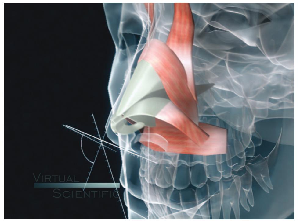 Explanation of nasal function: muscular components of the