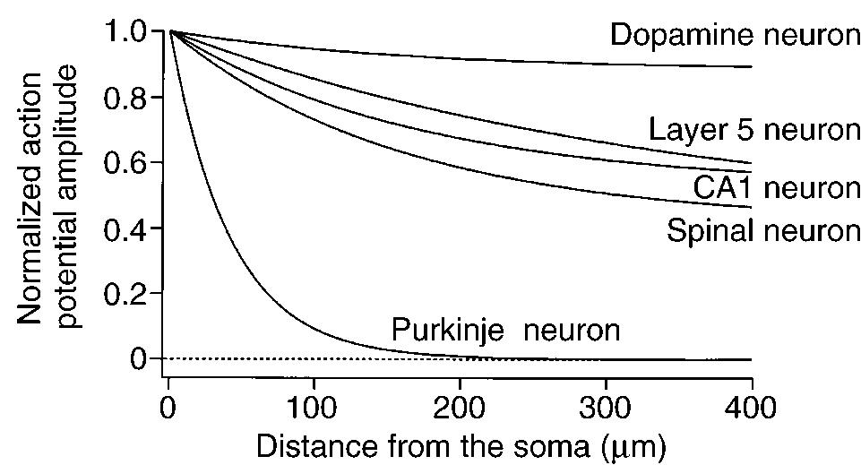 Comparison of dendritic action potential amplitude at differ