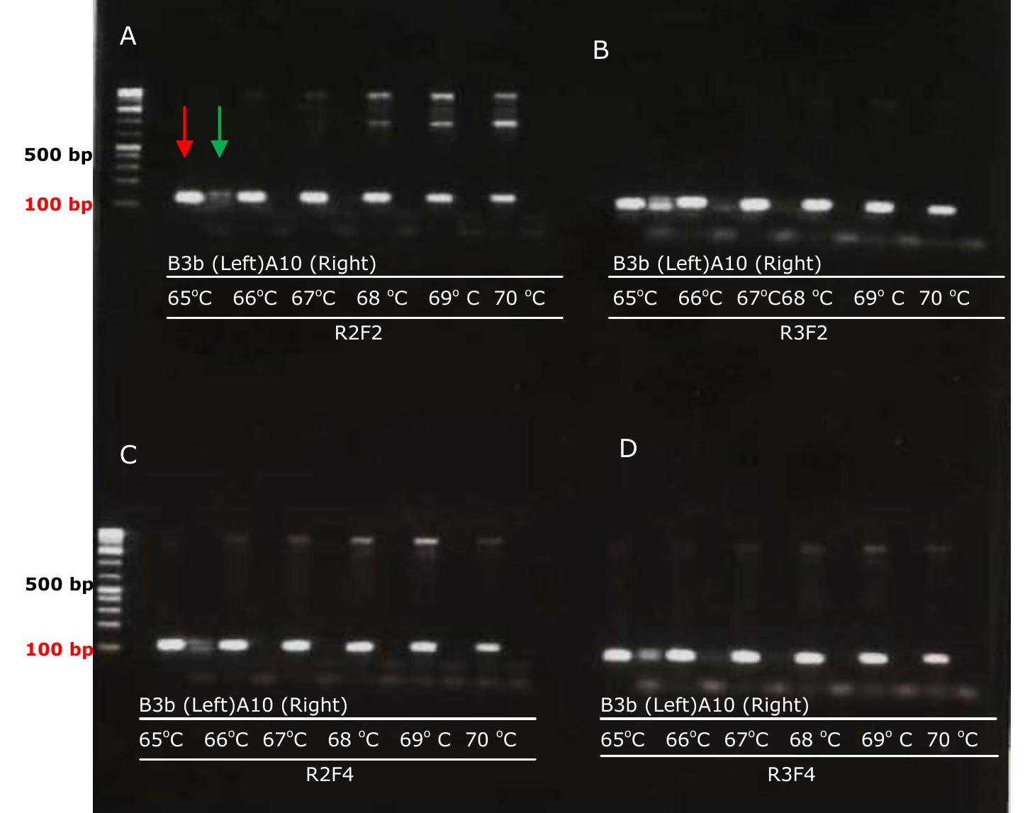 Gradient pcr was conducted to test the differences between