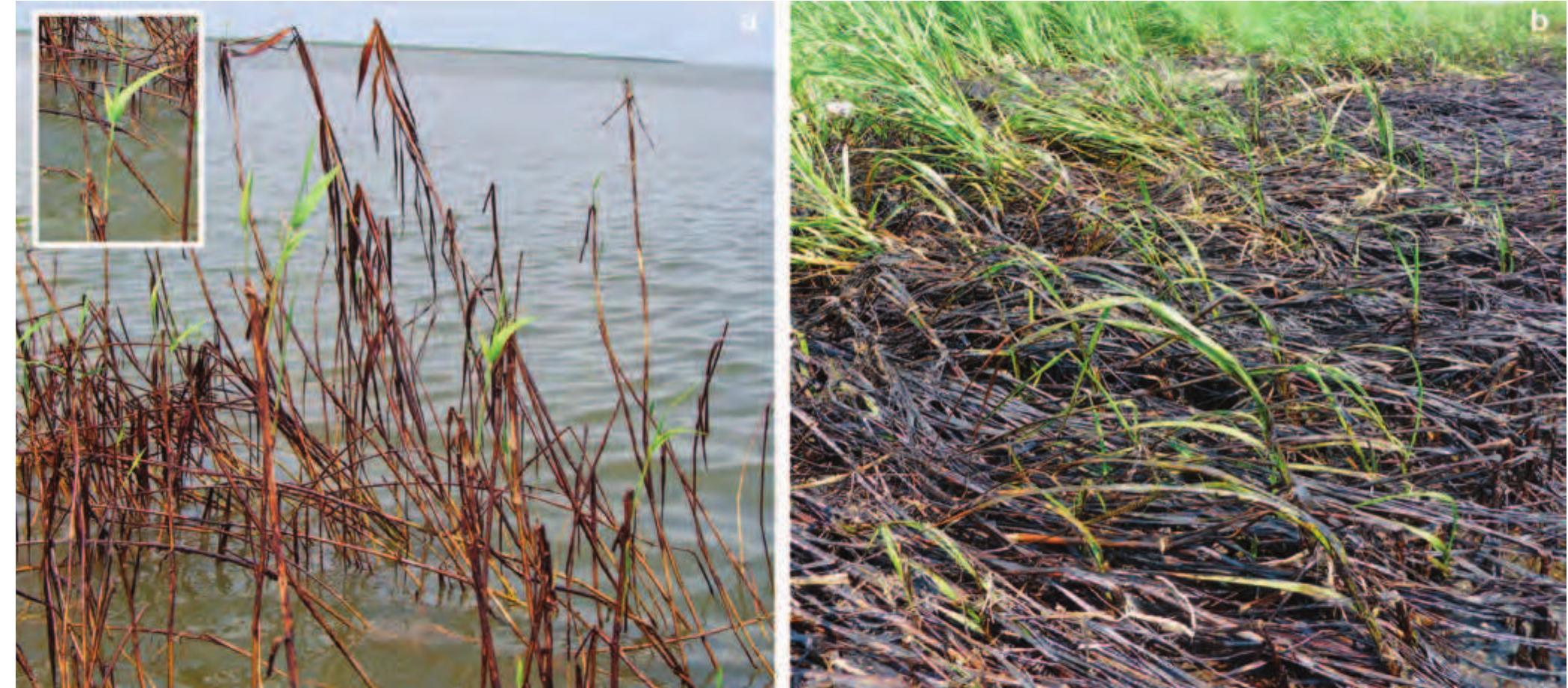 Vegetative regrowth from heavily oiled plants occurred in