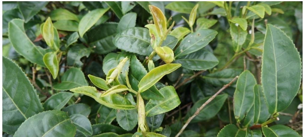 The yellow and stunted foliage in the back is infected by