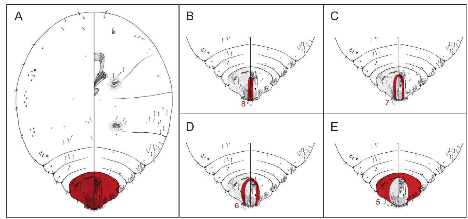 Abdominal segmentation. this diagram shows pygidial