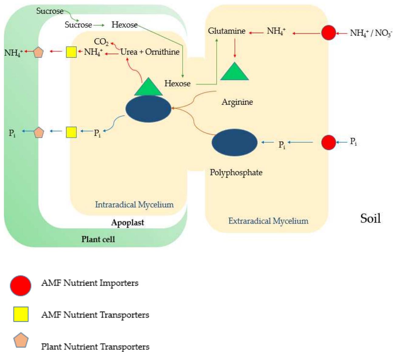 (PDF) Arbuscular Mycorrhizal Fungi in Sustainable Agriculture