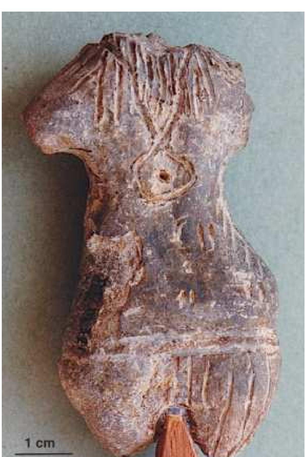 Figure 6 - Neolithic anthropomorphic figurines: Clothing,