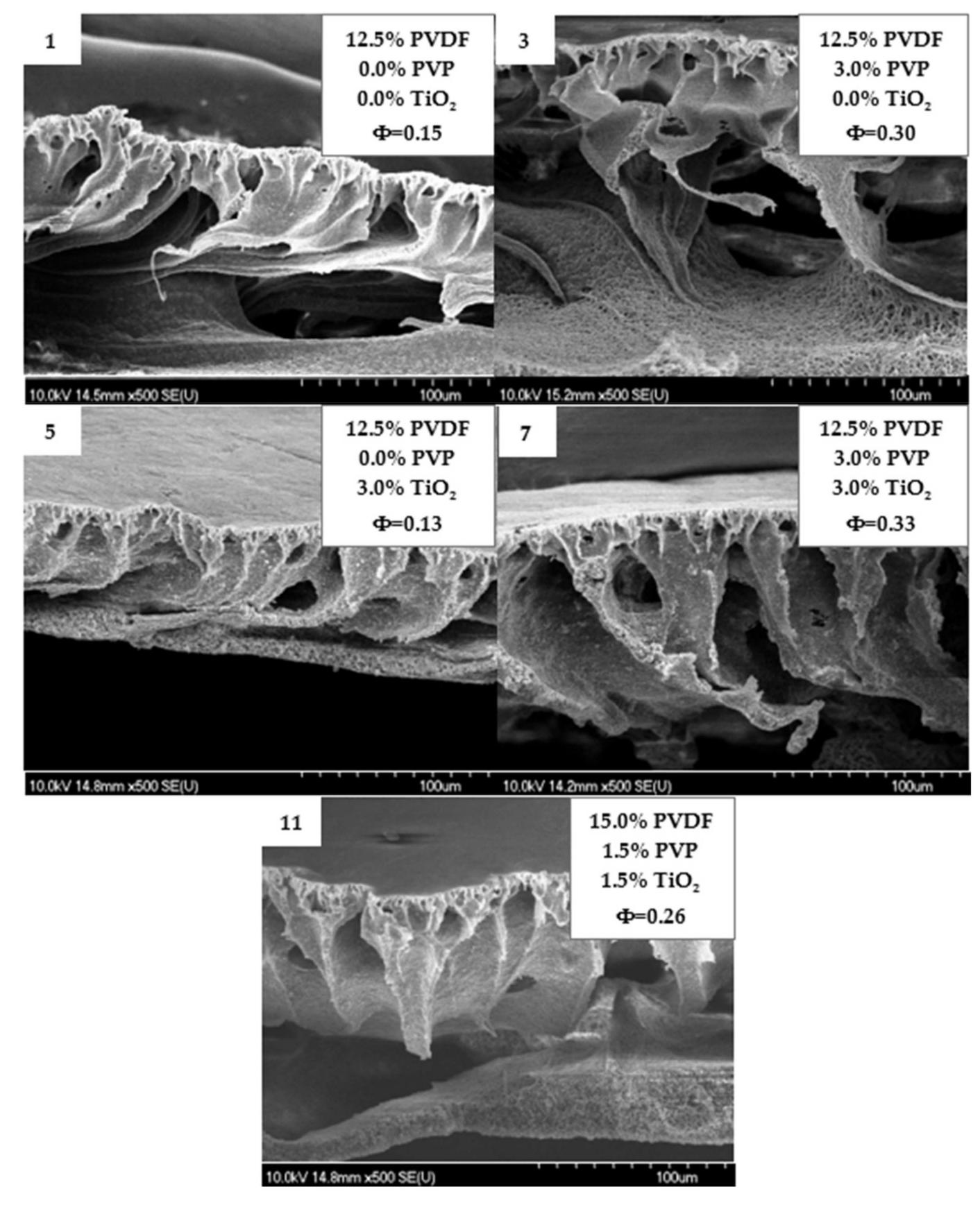 Scanning electron microscopy images of the cross-section of