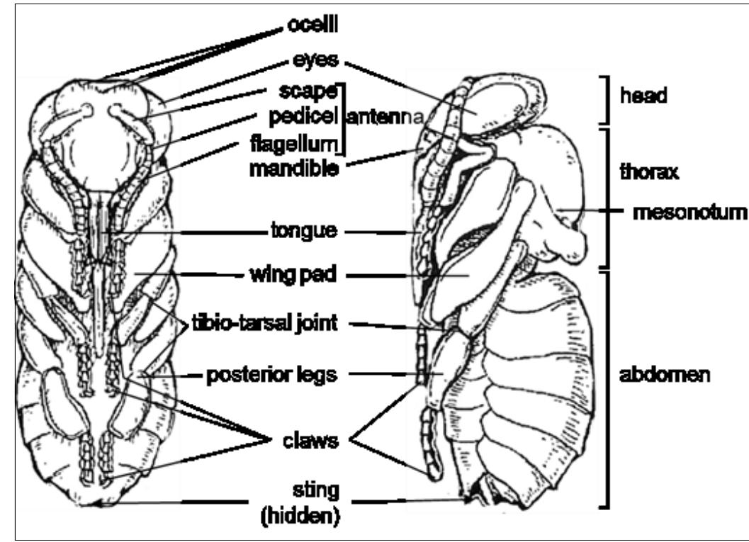 Anatomy of the worker honey bee pupa with annotations