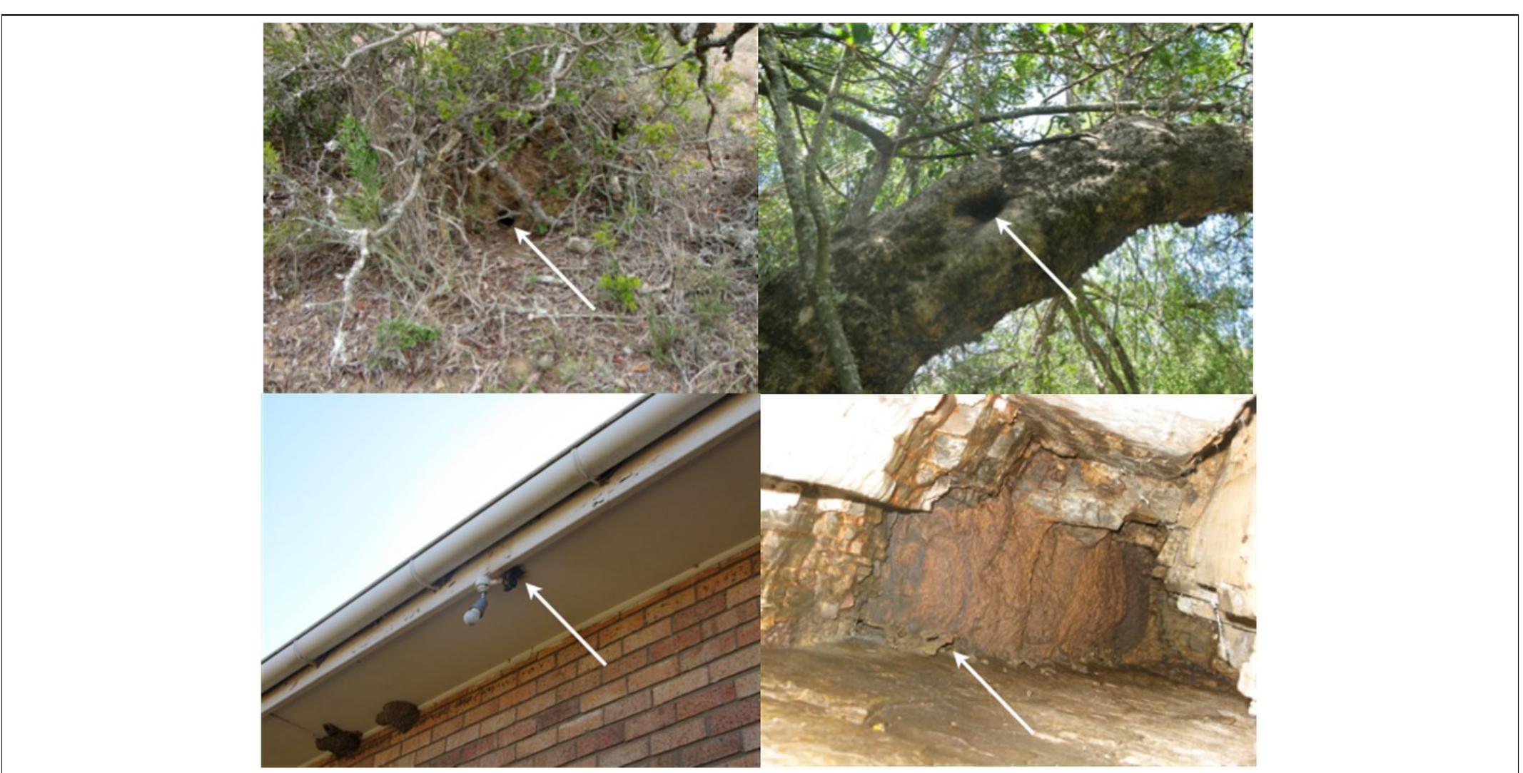 Examples of honey bee nest site locations. the white arrows