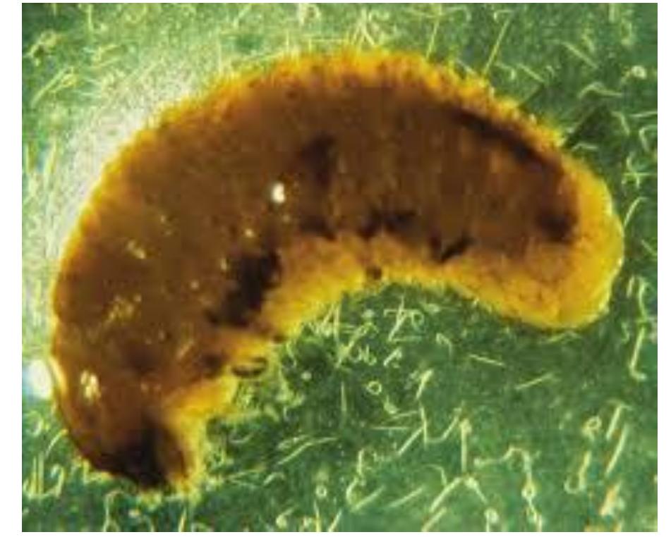 Entomopathogenic nematodes emerging from a root weevil larva