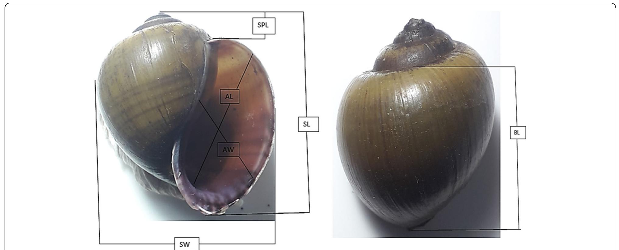 Schematic diagram of apertural (a) and abapertural (b) view