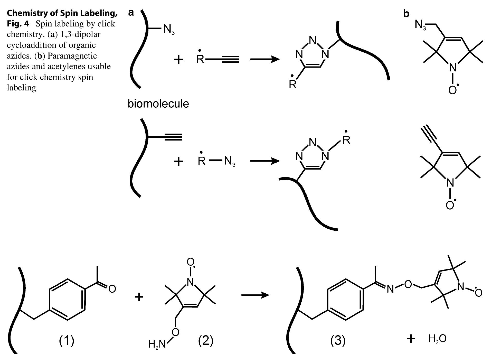 Chemistry of spin labeling, fig. 5 spin labeling using