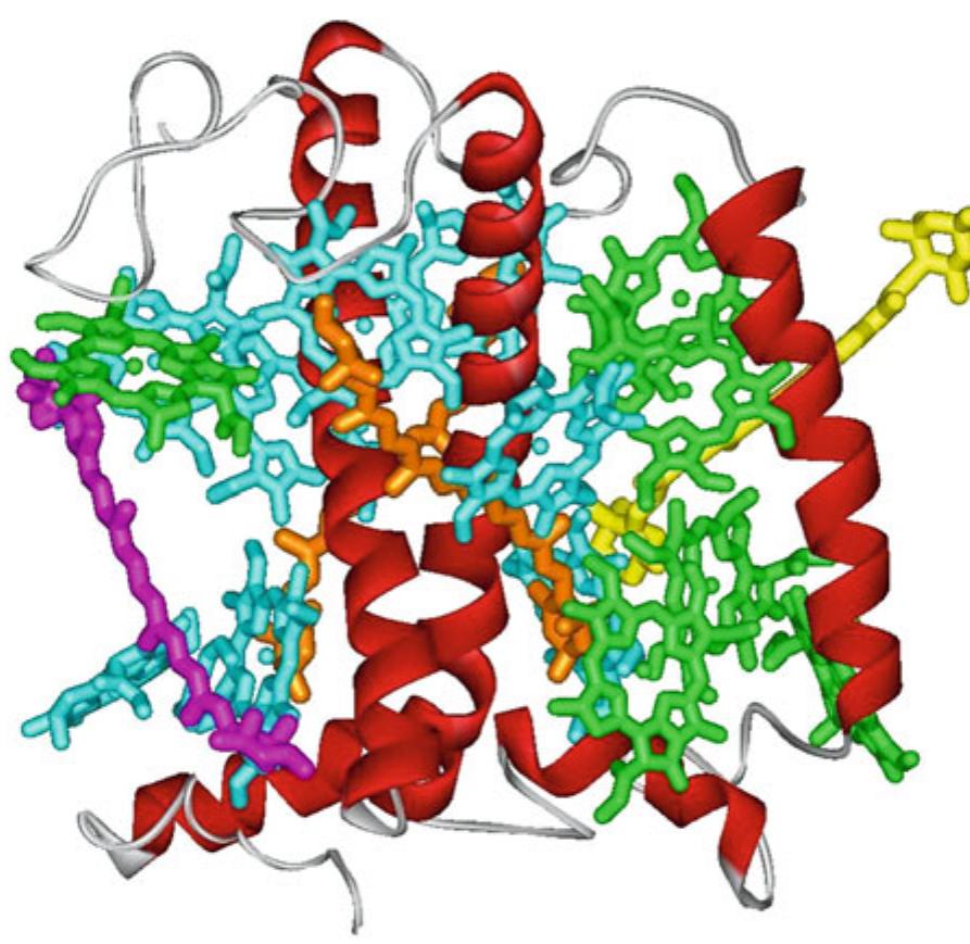 Chlorophylls and light-harvesting complexes, fig. 3 model of