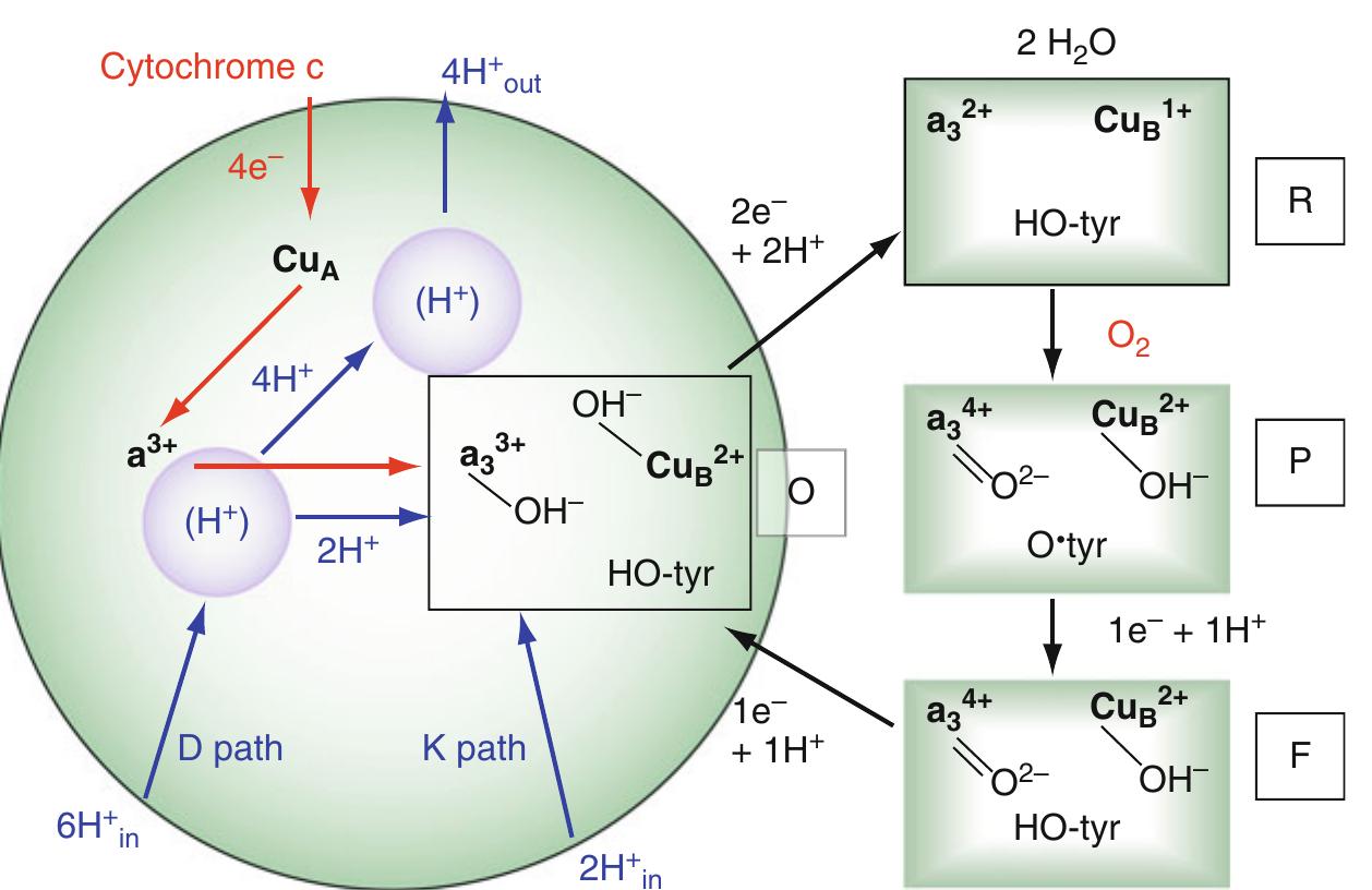Cytochrome c oxidase (complex iv), fig. 3 diagram of the