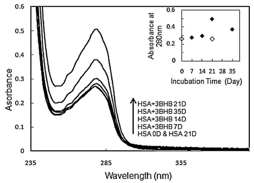 Uv-vis spectra of fresh and modified hsa by incubated for 7,