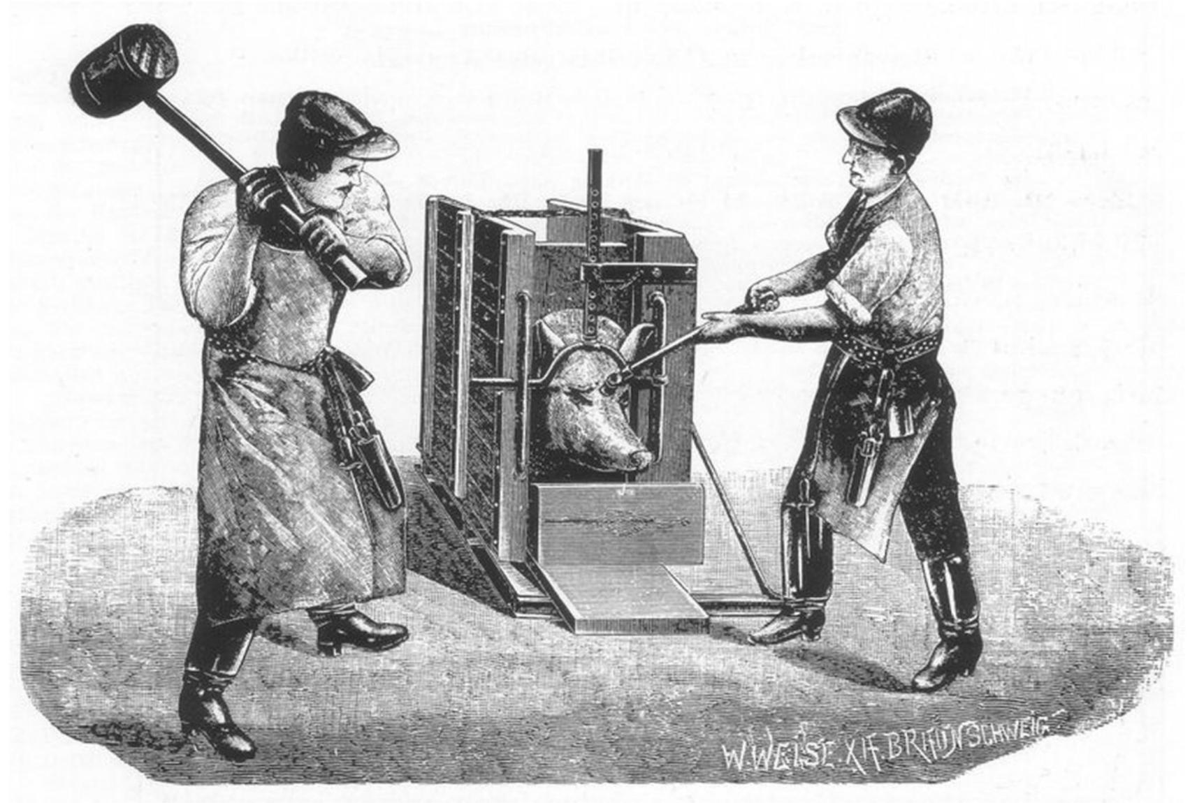 A standard method of stunning animals for slaughter at the