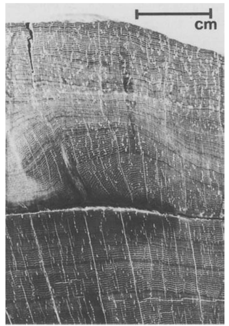 Radiocarbon content in growth zones of trees from the gran