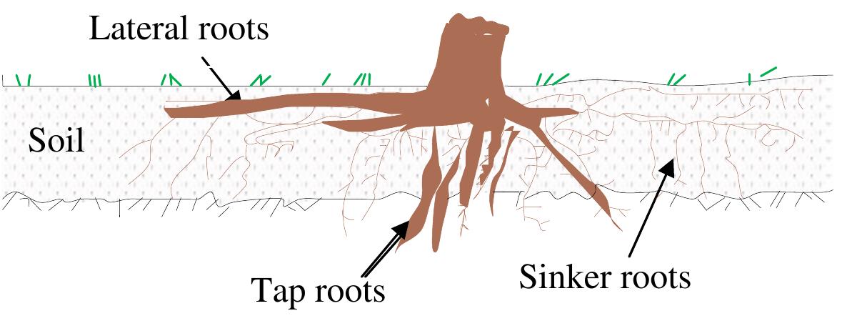 8: main components of woody root system (reproduce from gray