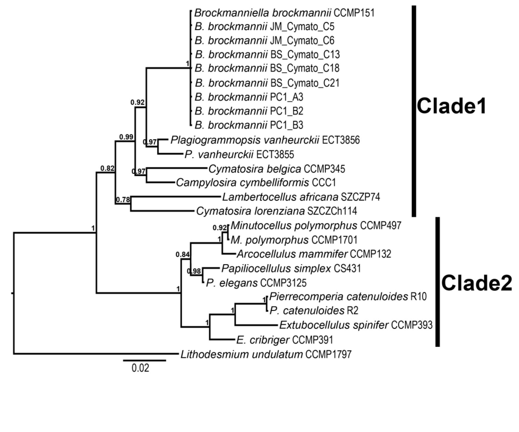 Are shown in the tree. lithodesmium undulatum ccmp1797 was