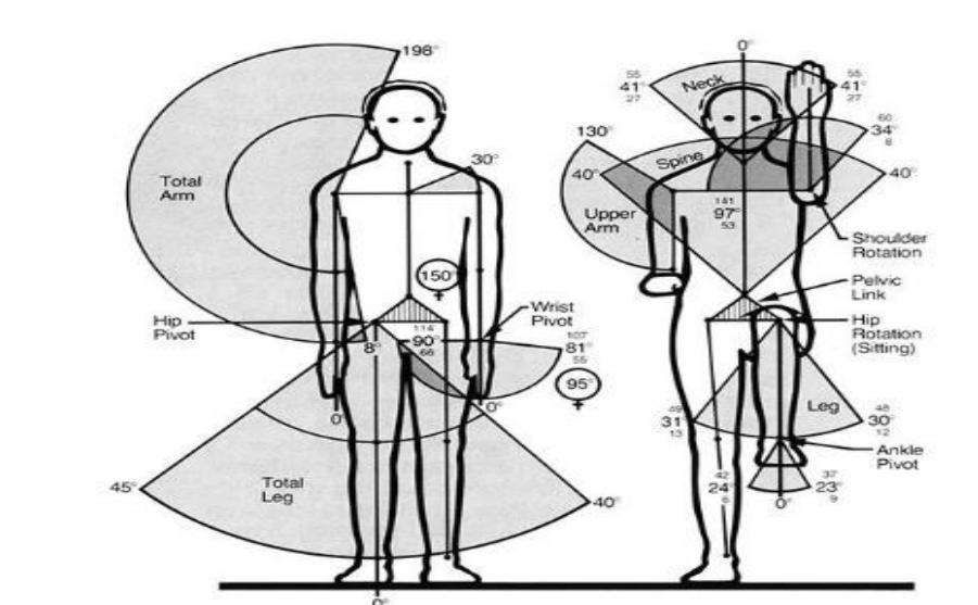 (PDF) The impact of anthropometrics on the functional design of office ...