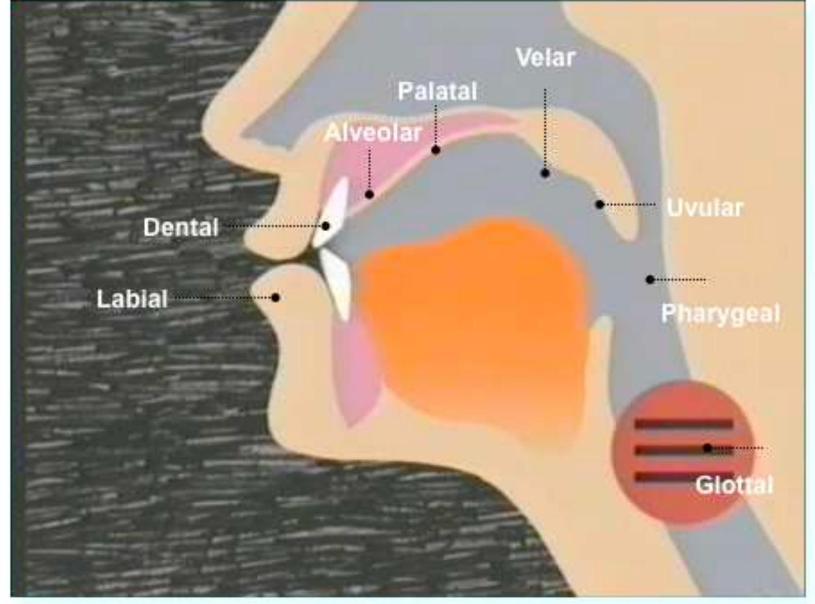 Apart from the different constriction types, the ipa