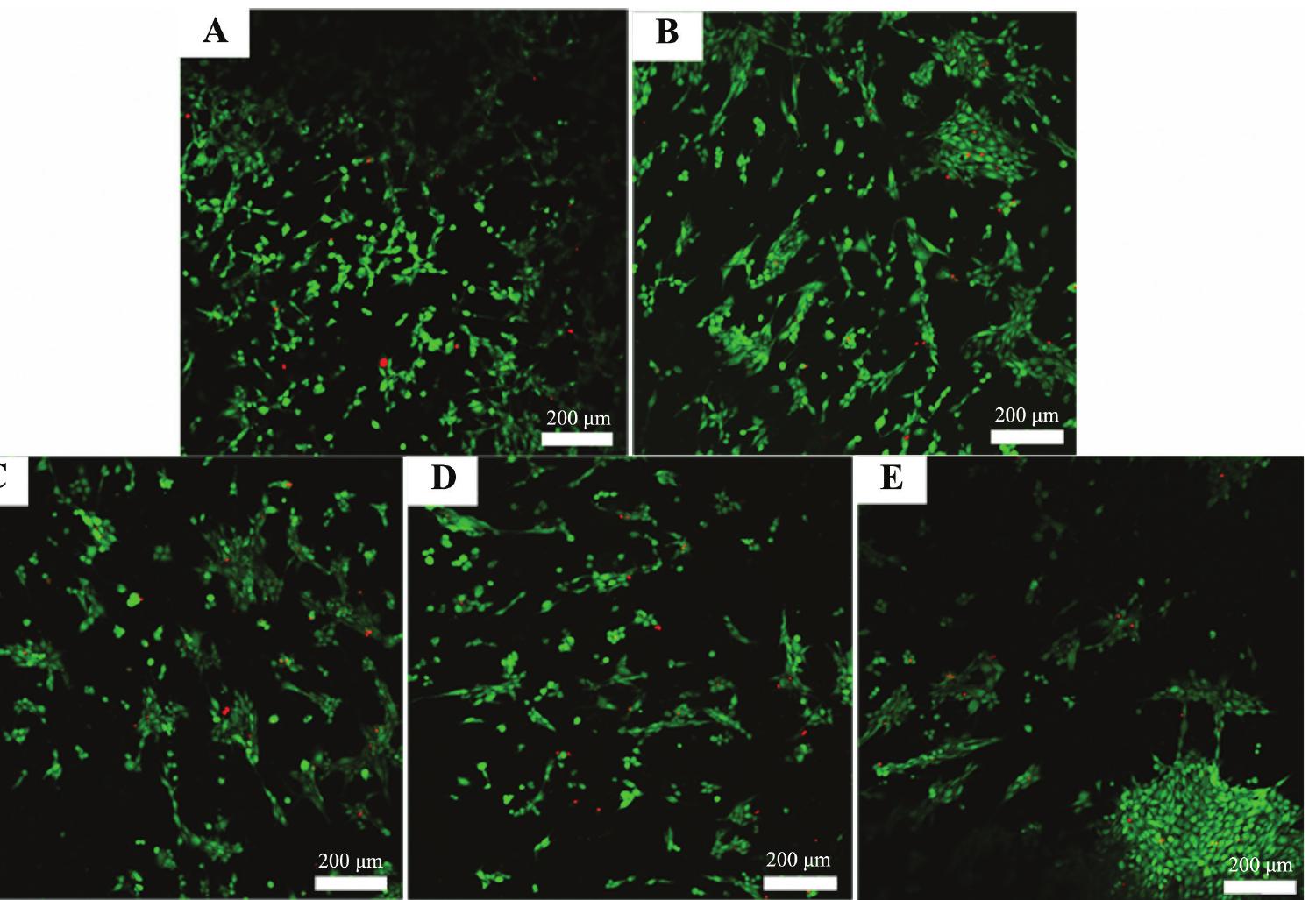 Fluorescence images of stained cells showing live (green)