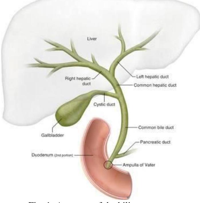Cholelithiasis or formation of biliary calculi is a common