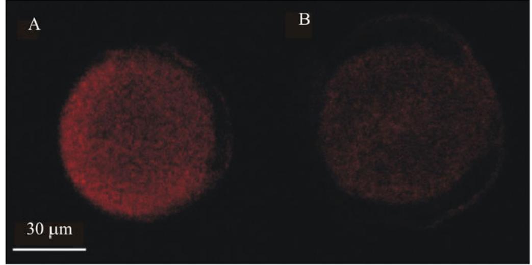 Confocal microscopy of mouse oocytes stained with rubipy.