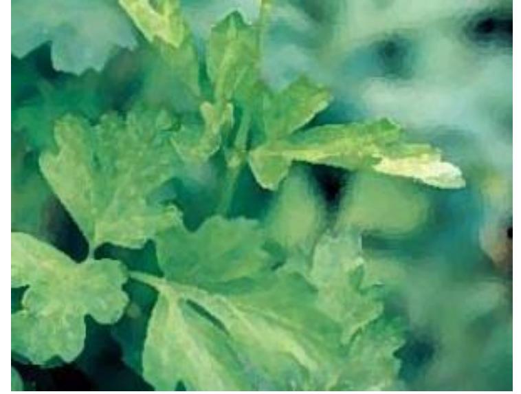 Commiphora mukul plant. the plant is also known as guggul