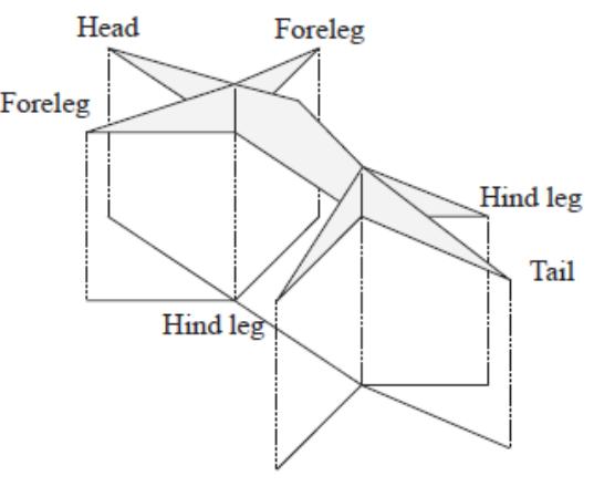 Fic. 10 top projection of an origami provides a tree graph
