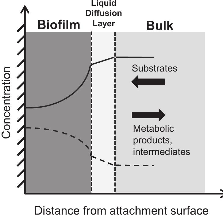 8 schematic of a biofilm with substrate penetration and