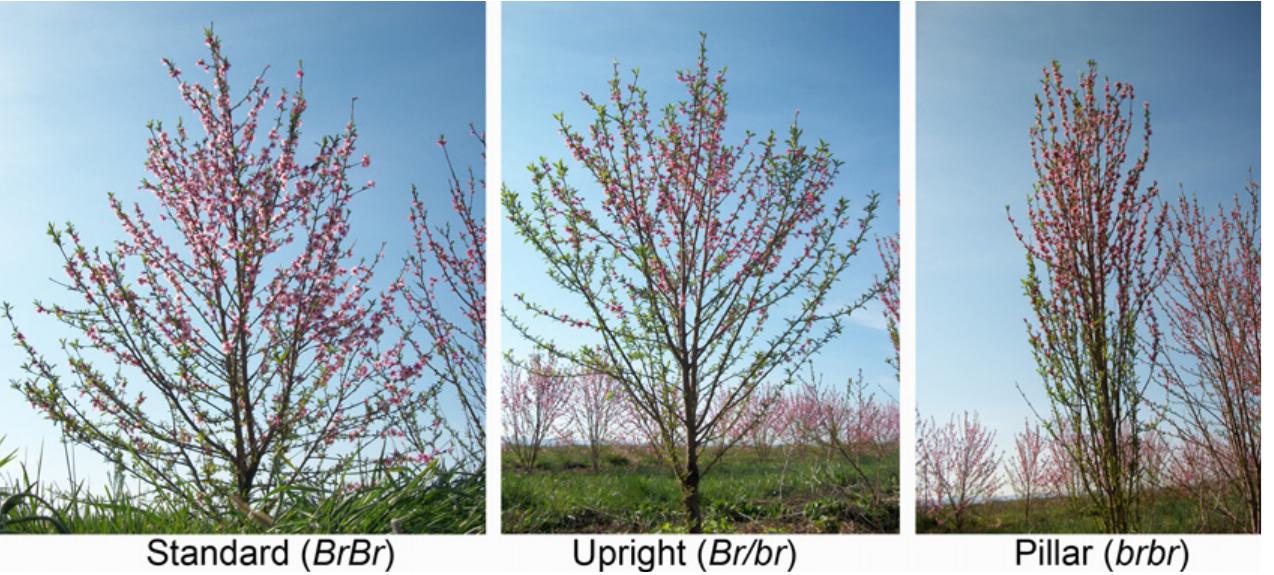 To simplity management, optimizing tree architecture to