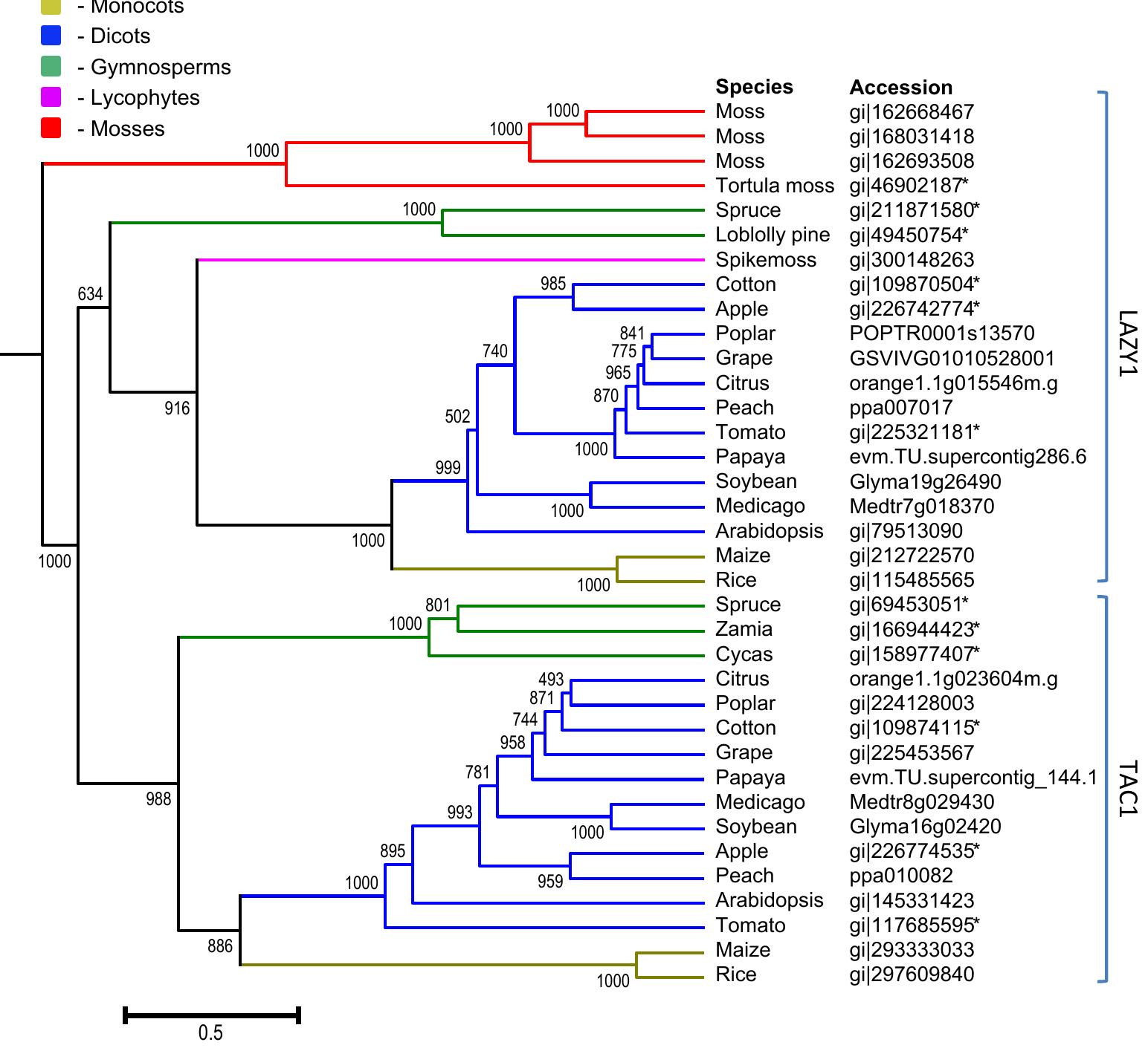 Phylogenetic tree of various [gt family members identified