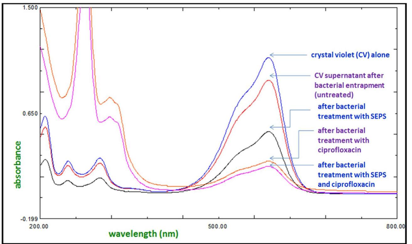 Crystal violet (cv) entrapment assay: uv-vis spectra showing