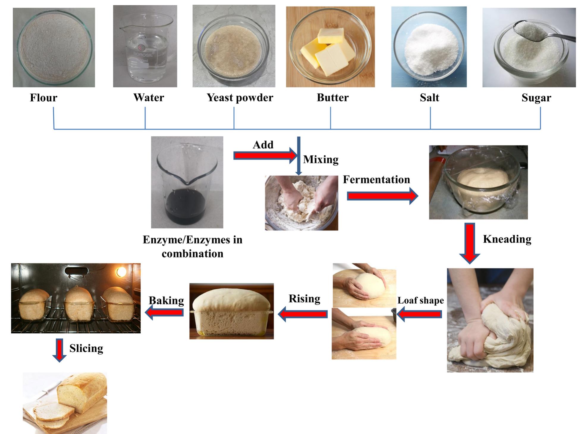 Whole process of bread making showing sequence of different