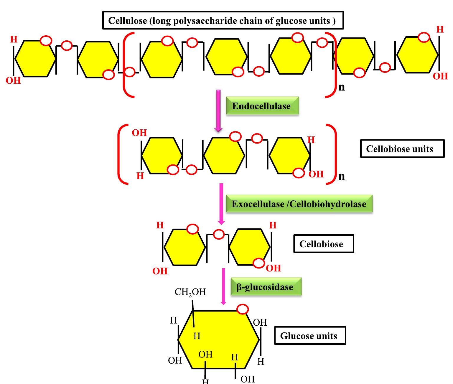 Mode of action of cellulases (endocellulase, exocellulase,