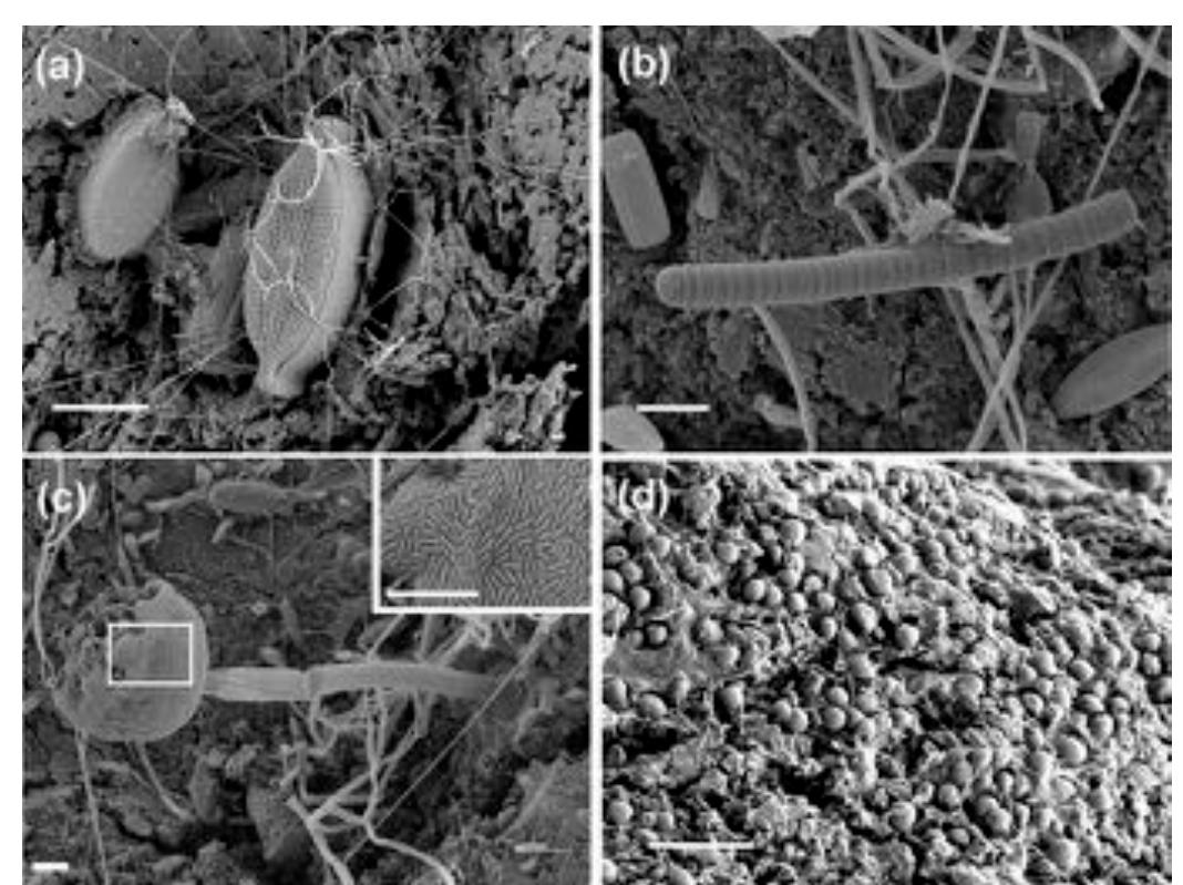 4: sem images showing examples of the rich microbial