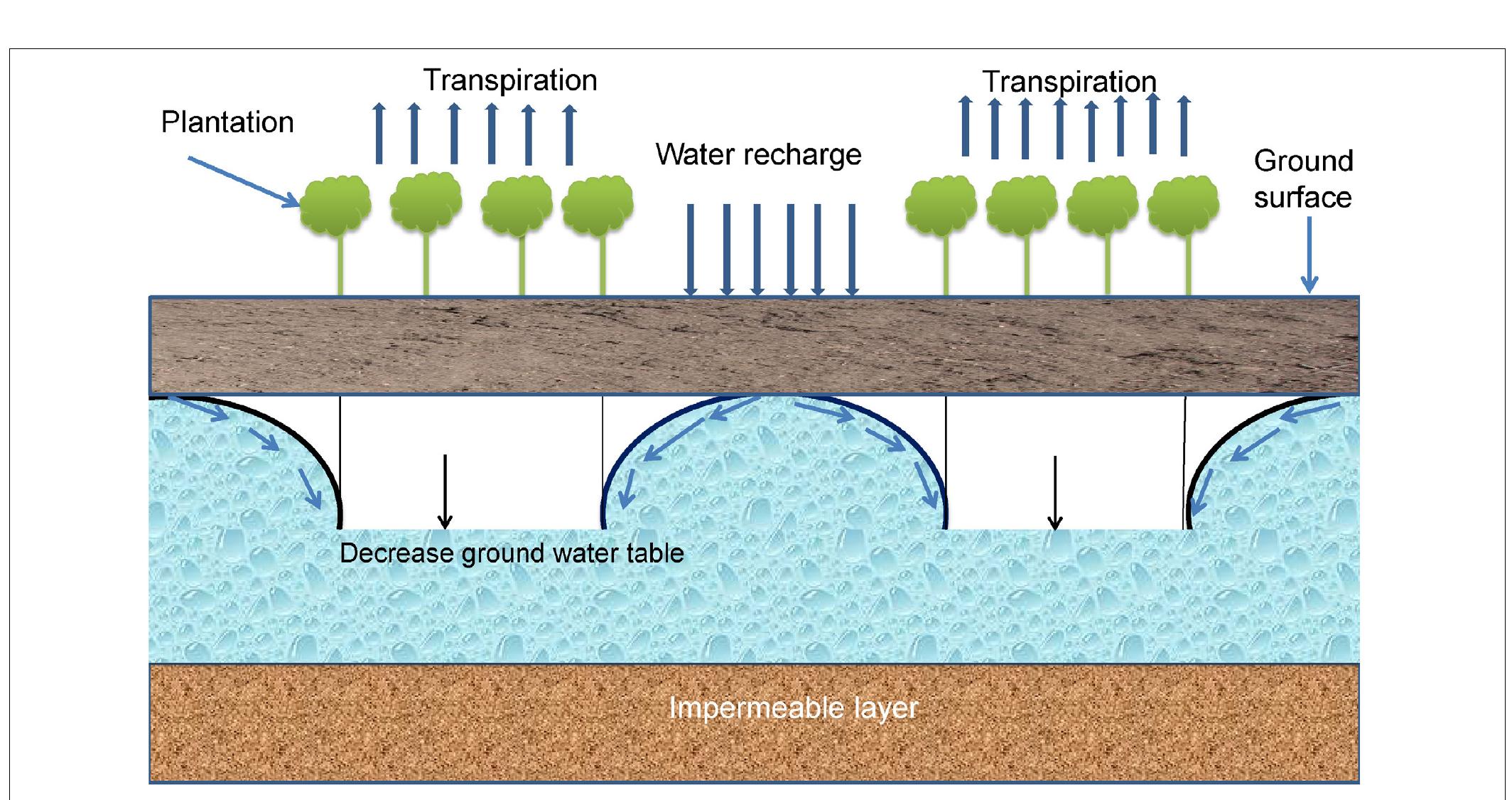 | bio-drainage system. figure 9 | bio-drainage planting