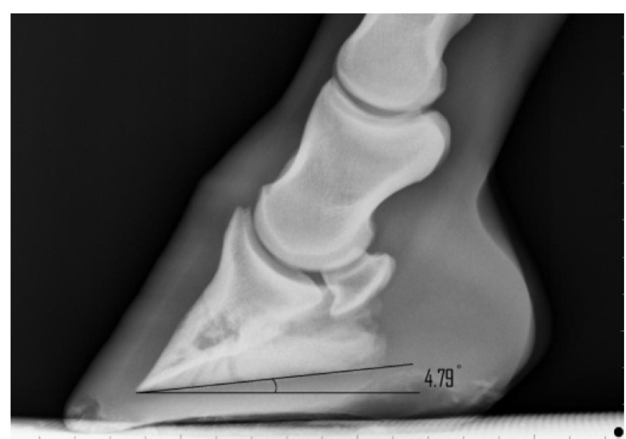 Lateral to medial radiograph of the distal digit showing a