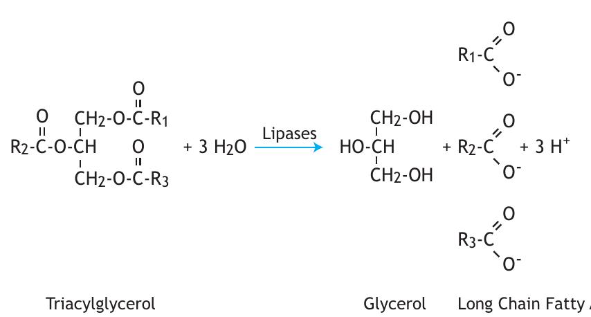 4 the hydrolysis of lipids hydrolysis can be defined as a