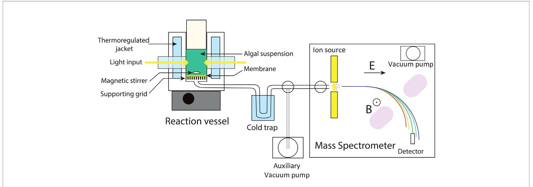| schematic setup of a membrane inlet mass spectrometry. the