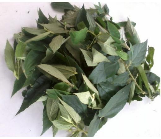 As solvents in the maceration extraction process,