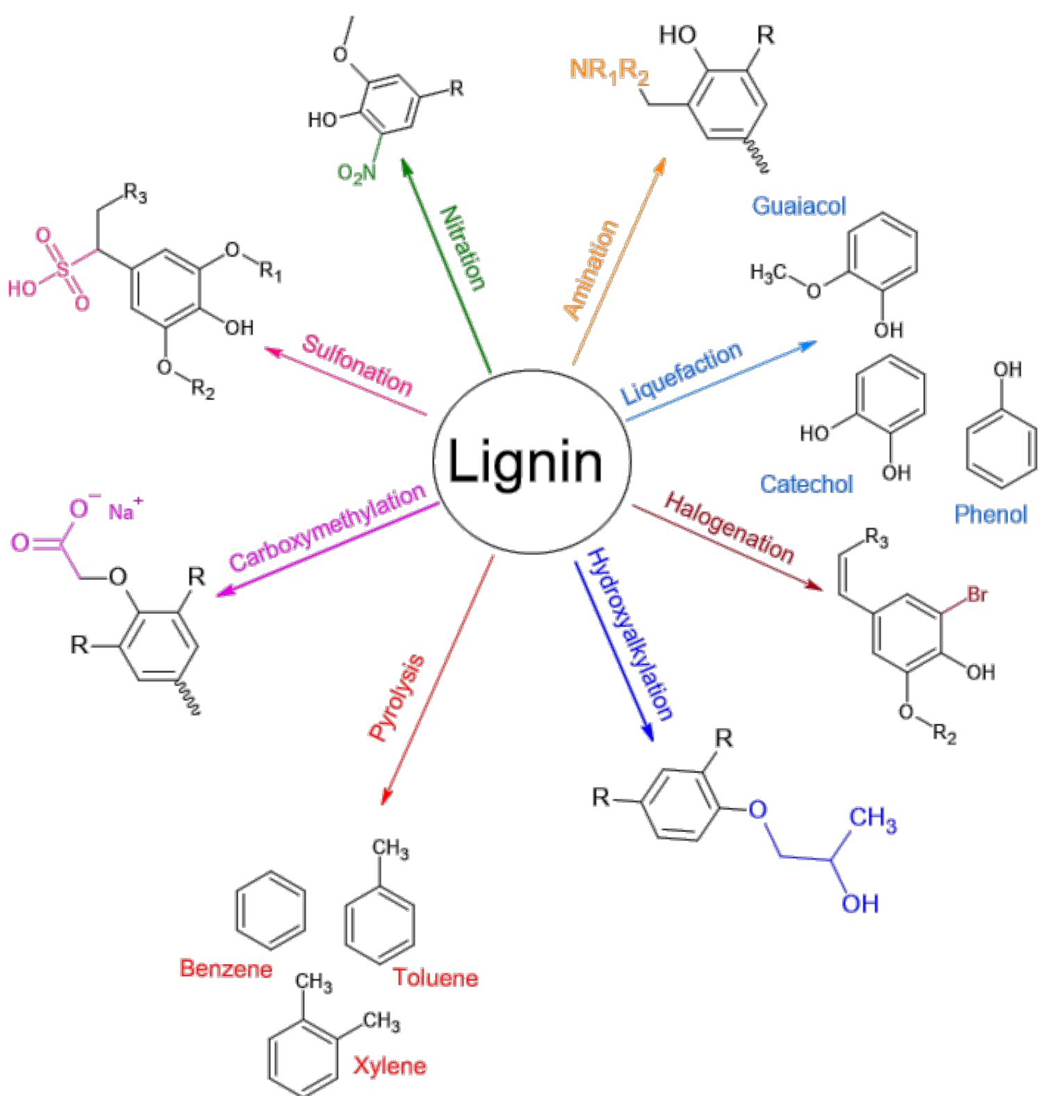 Different pathways of depolymerization and modifications of