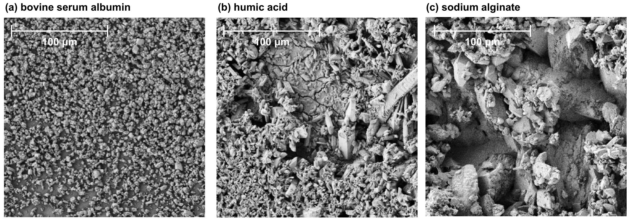 Scanning electron micrographs (1000) showing the membrane